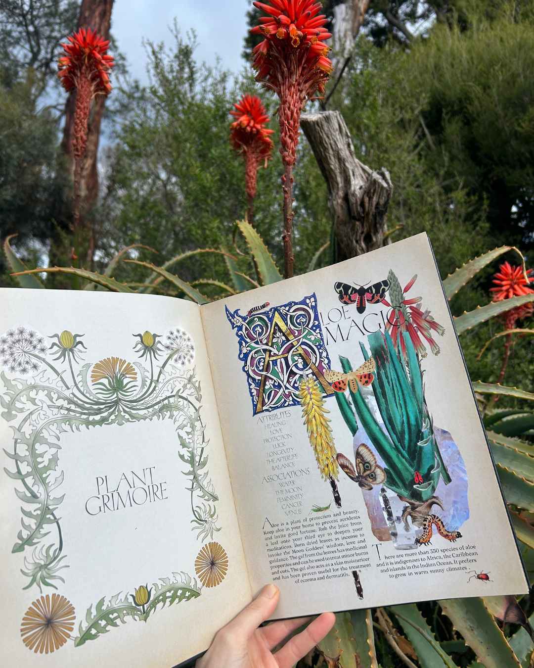 Secret Grimoire of Plant and Crystal Magic | The Witches Circle – TheWitchesCircle